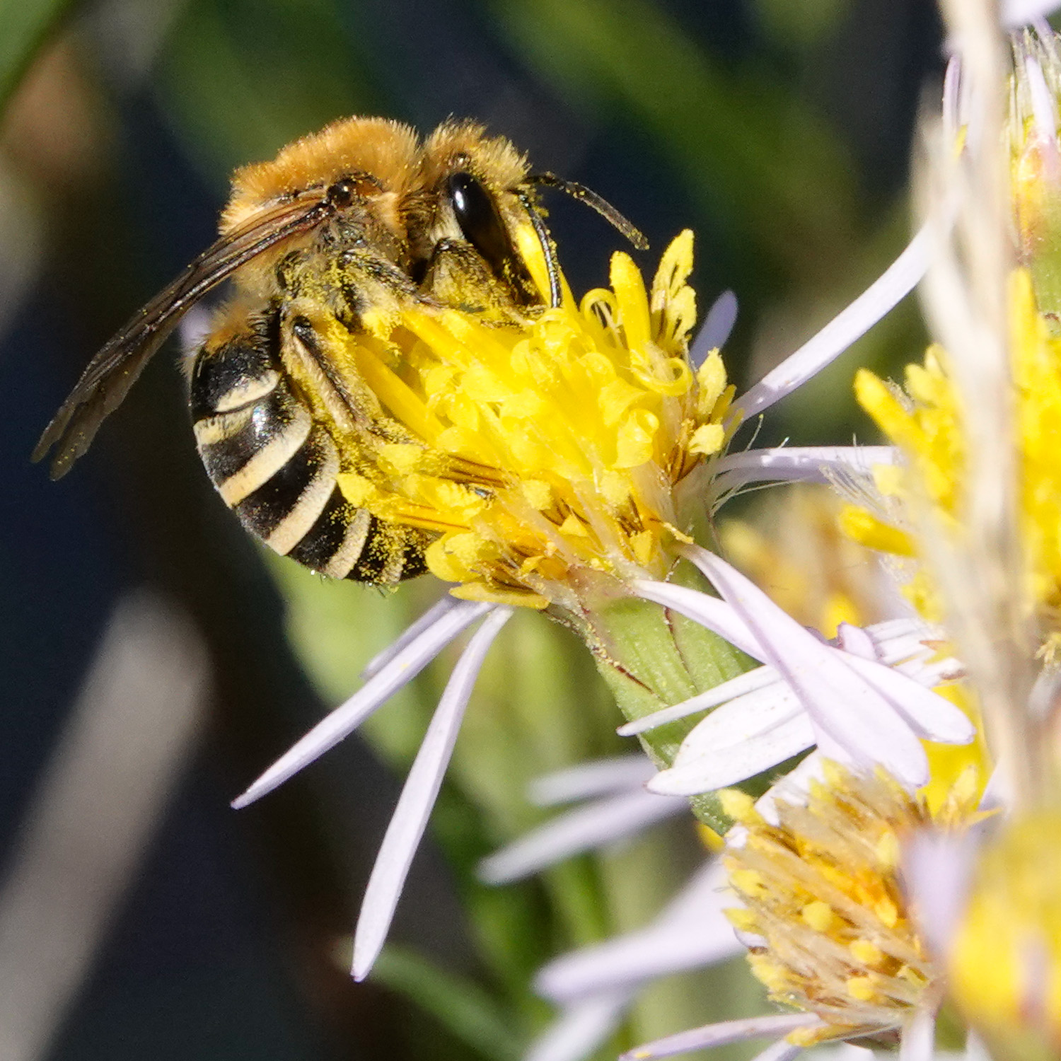Saltmarsh invertebrates | Rye Harbour Nature Reserve