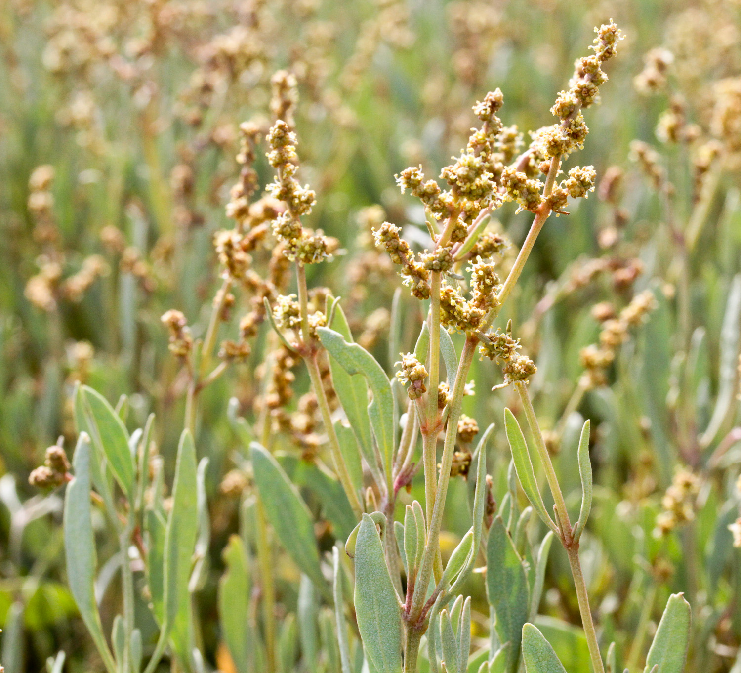 Shingle and saltmarsh plants | Rye Harbour Nature Reserve